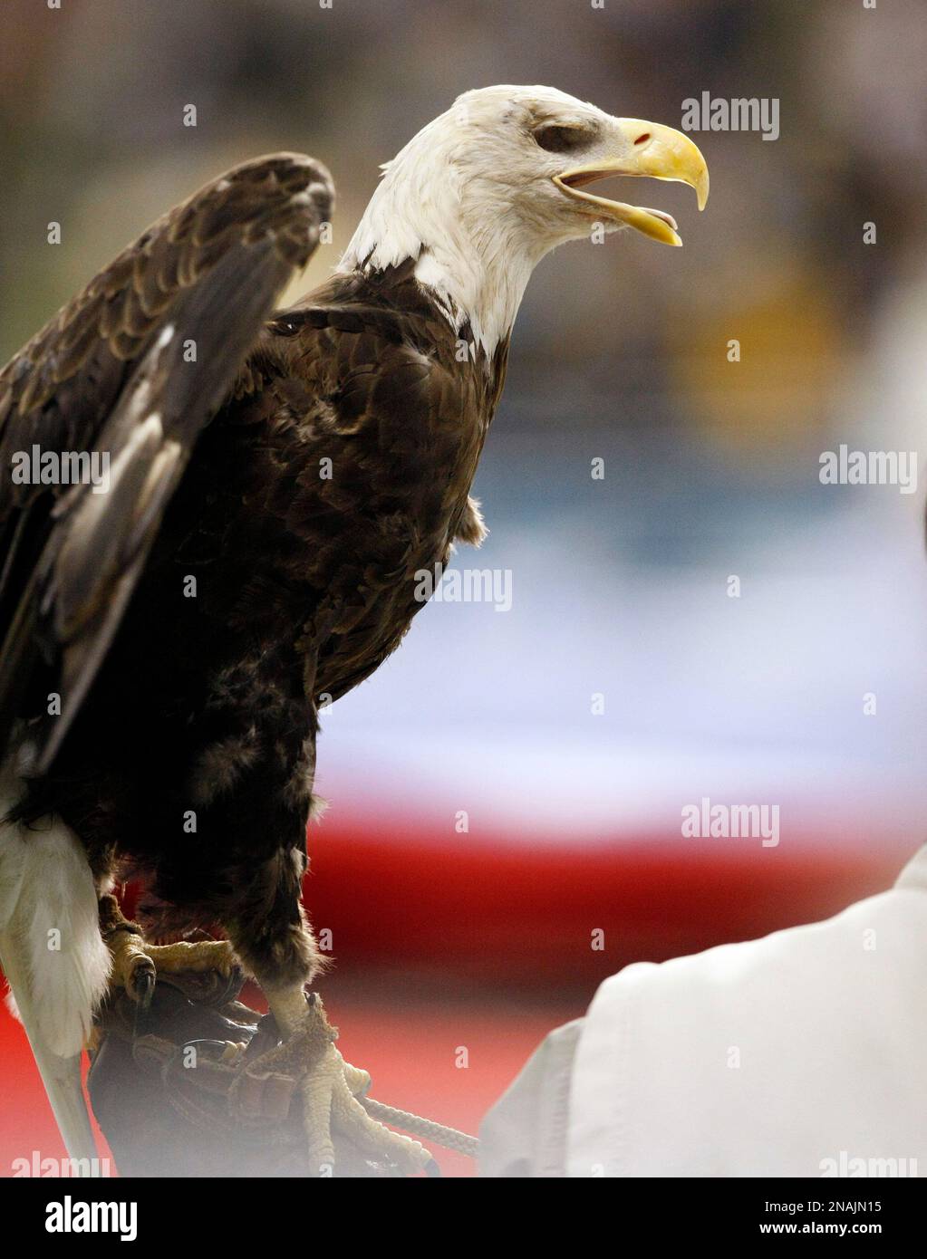 A bald eagle makes an appearance while the national anthem is sung ...