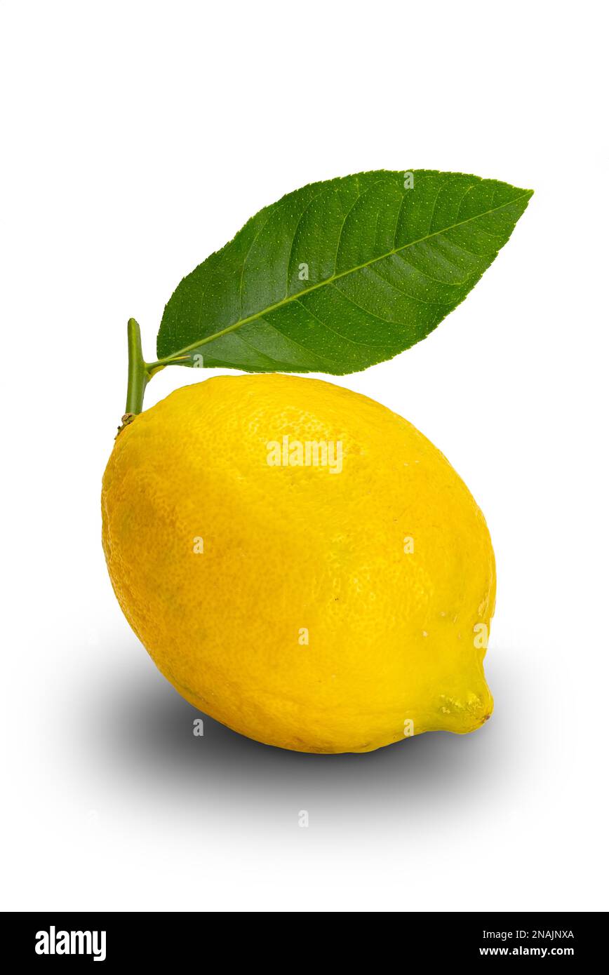 Ripe lemon with leaf isolated on white background with clipping path ...