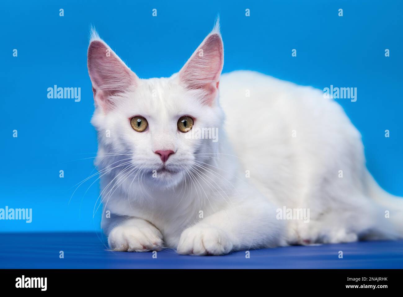 Cute Maine Coon Cat - large domesticated longhair cat breed. Portrait ...