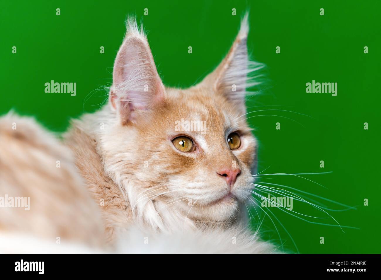 Lovely longhair cat breed Maine Shag Cat. Portrait of red tabby ...