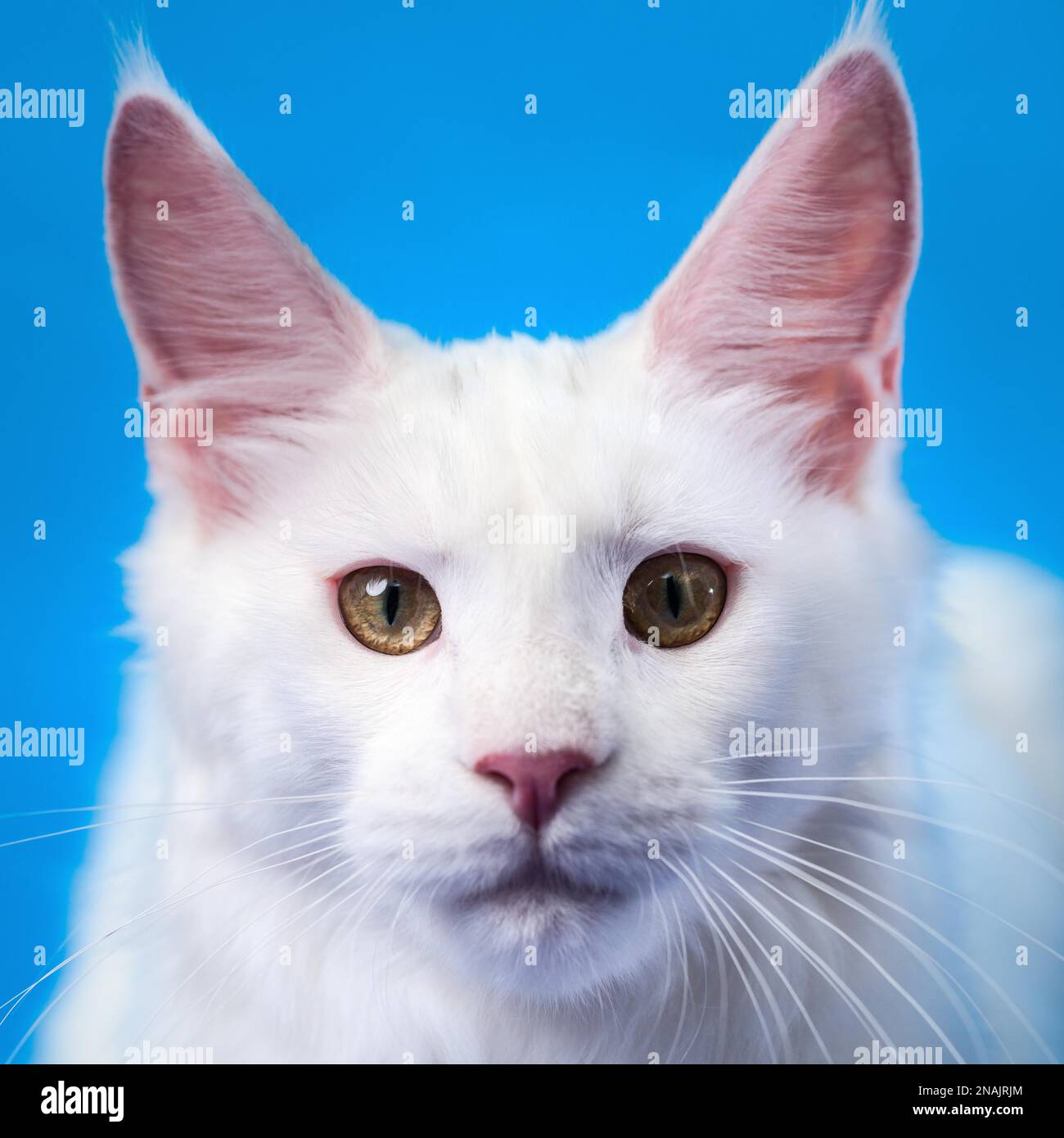 Maine Coon Cat Large Domesticated Longhair Cat Breed Close Up Portrait Of Pretty White Color