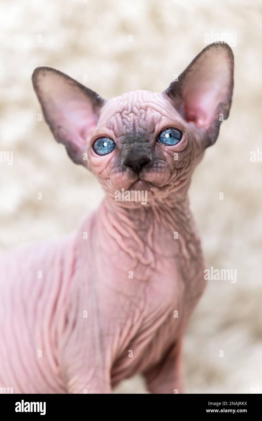 Canadian Sphynx kitten with big blue eyes looking at camera. Studio ...