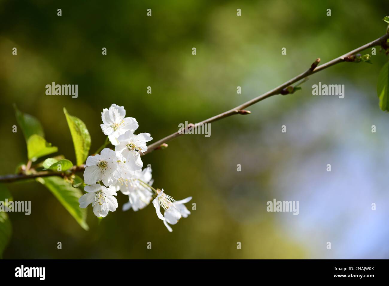 Cherry blossom tree morning hi-res stock photography and images - Alamy