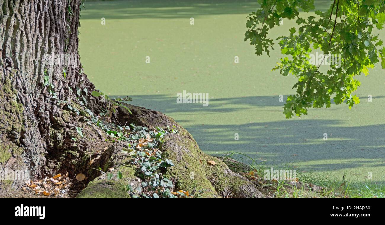Old oak tree with pond in the background Stock Photo - Alamy
