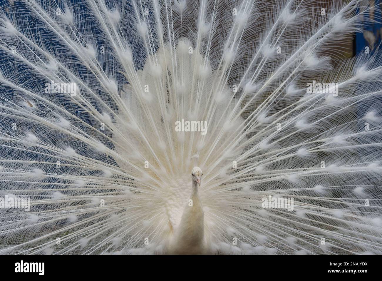 Indian Peafowl / Peacock (Pavo cristatus Stock Photo - Alamy