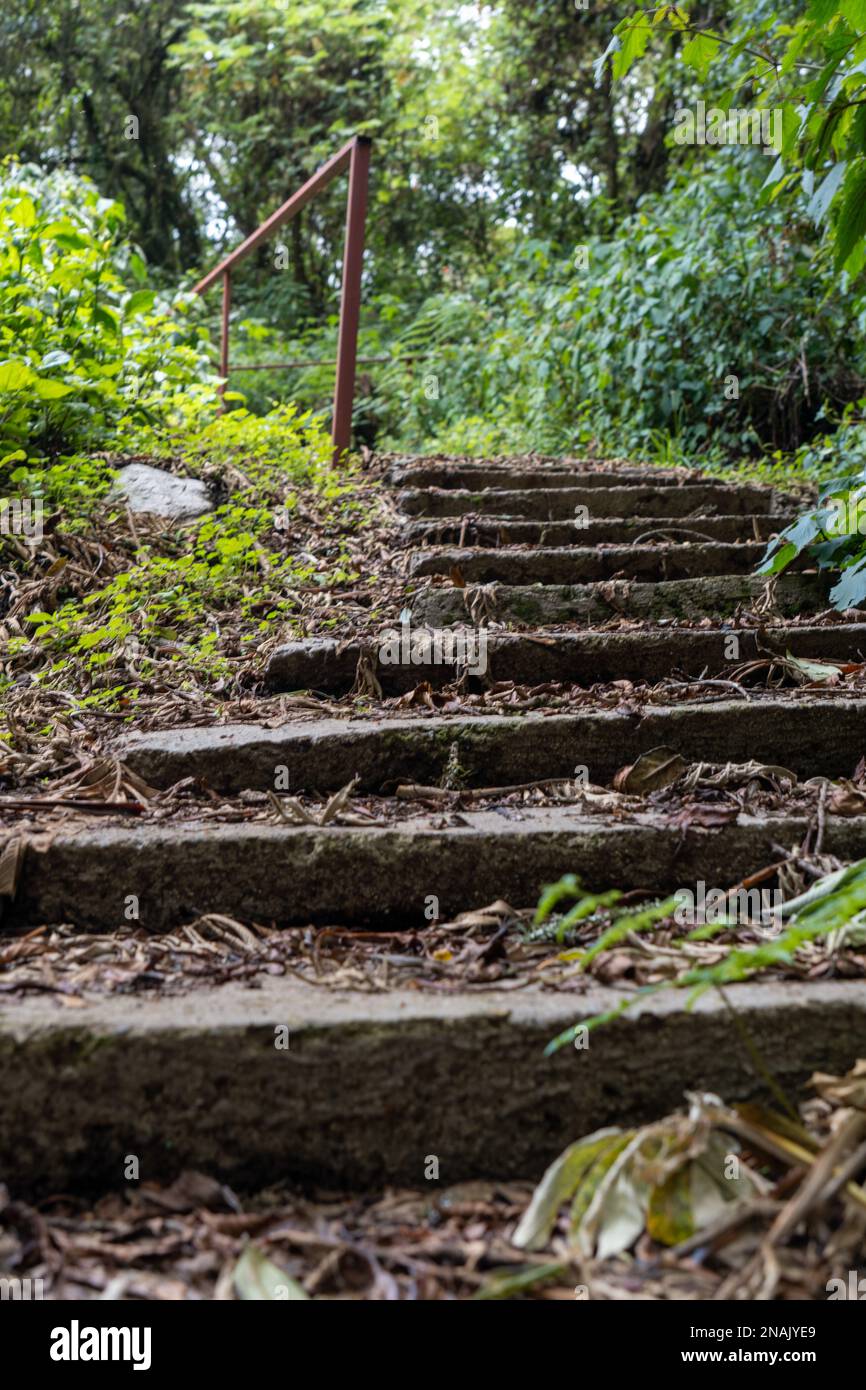 Old stairs in jungle hi-res stock photography and images - Alamy