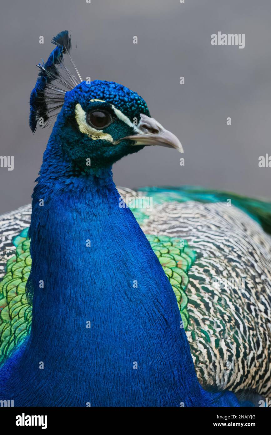 Indian Peafowl / Peacock (Pavo cristatus Stock Photo - Alamy