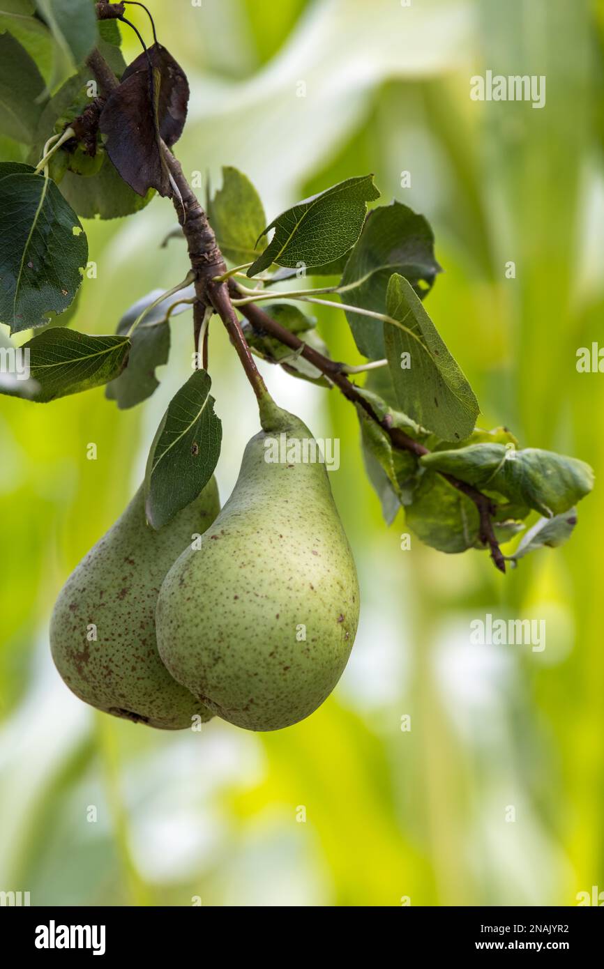 Pears growing and ripening in a garden in Italy Stock Photo - Alamy