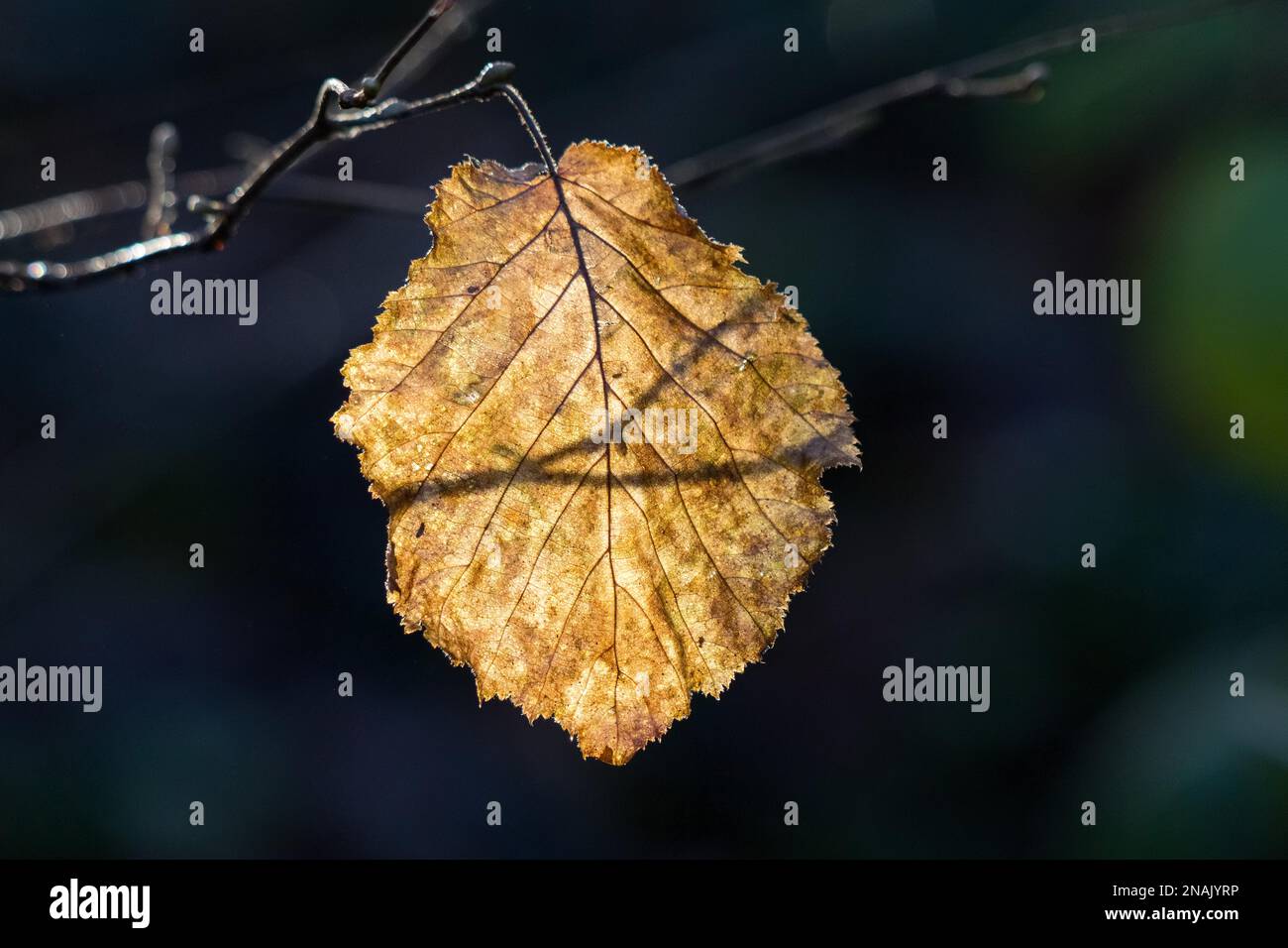 Alder (Alnus glutinosa) leaf illuminated by the weak winter sunshine ...