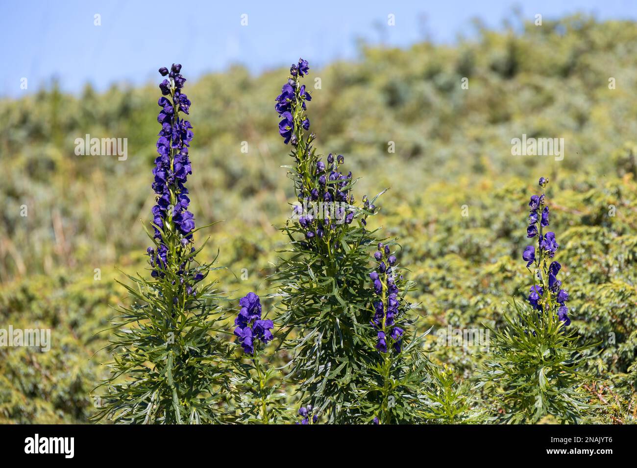 Acontium or Wolfsbane (Aconitum napellus) or Monks Hood growing wild in ...
