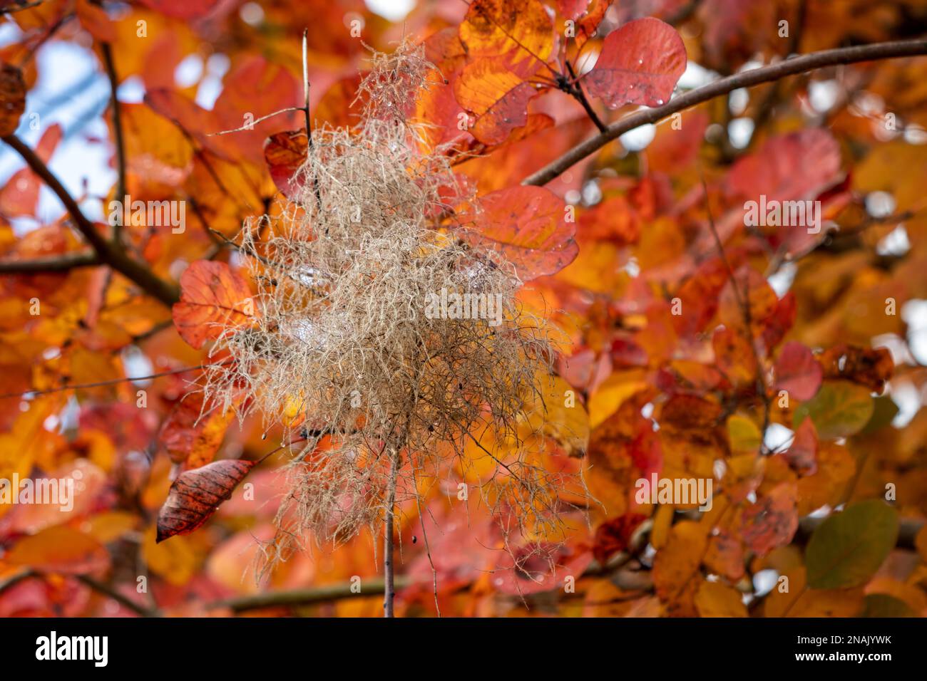 Smoke tree (Cotinus Coggygria) leaves turning orange red-blood in ...
