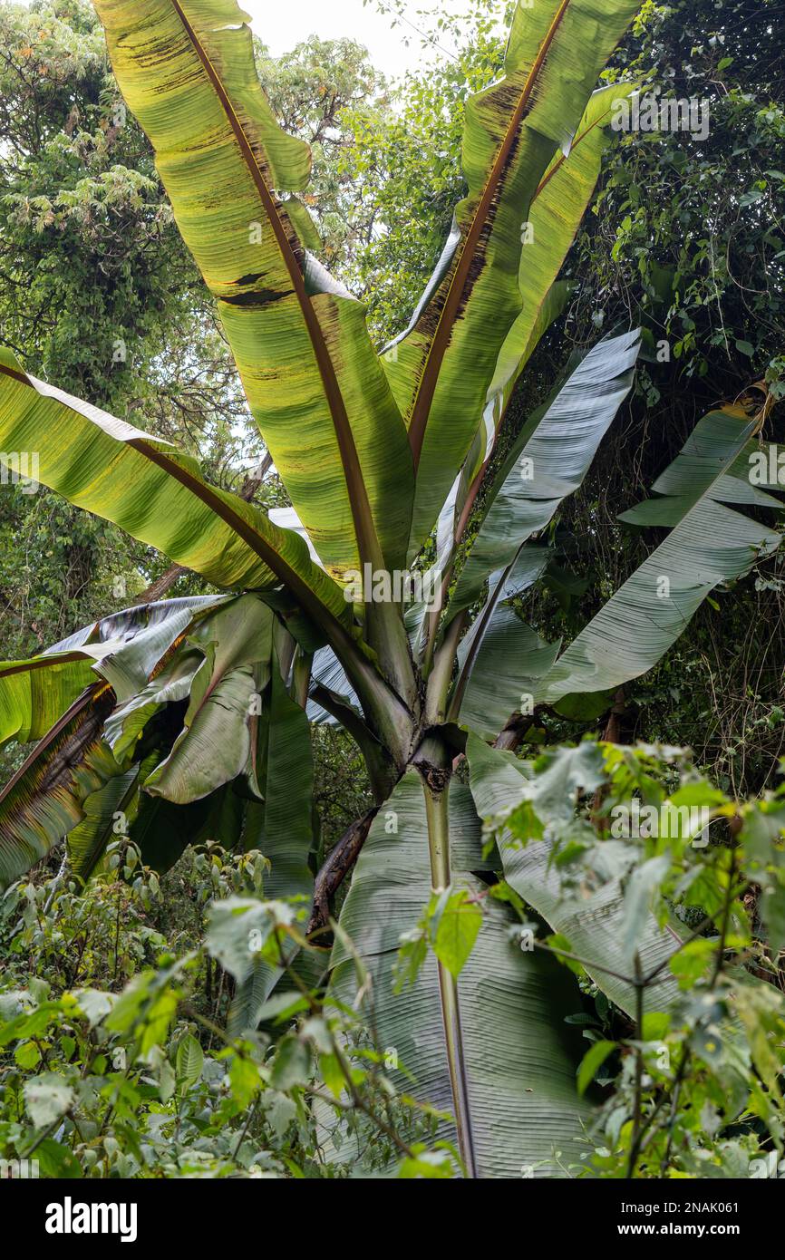 Beautiful banana tree hi-res stock photography and images - Alamy