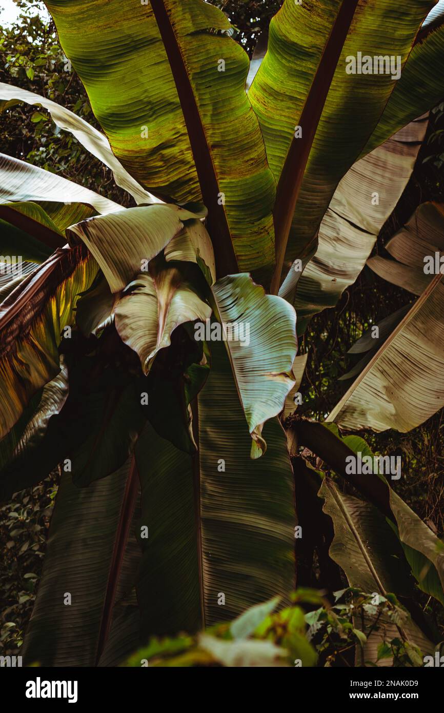 White banana tree in jungle in Tanzania Stock Photo - Alamy