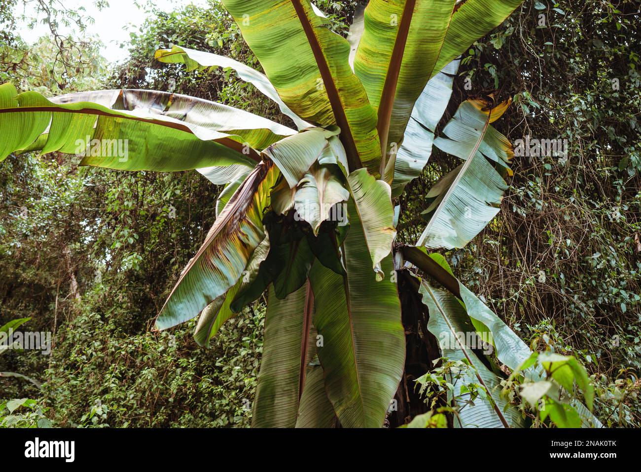 White banana tree in jungle in Tanzania Stock Photo - Alamy