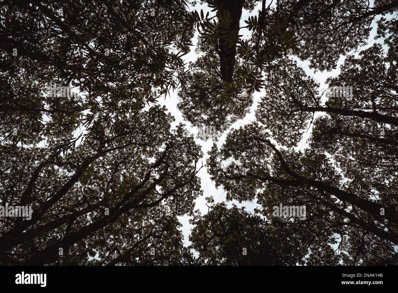 Crown shyness. Tree branches growing apart from each other Stock Photo ...
