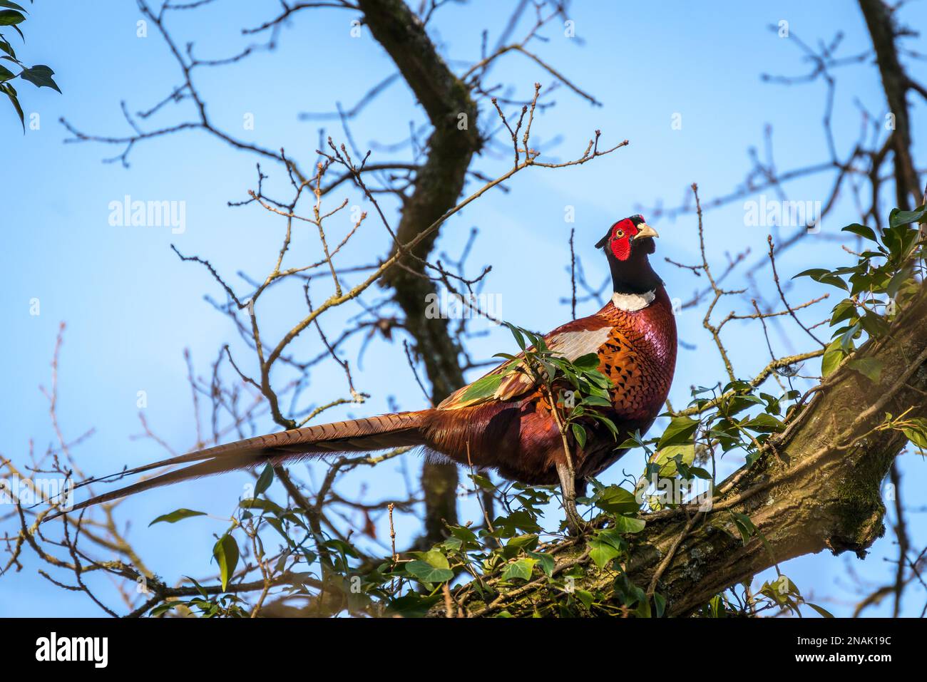 Common Pheasant (phasianus colchicus) resting in an Oak tree in ...