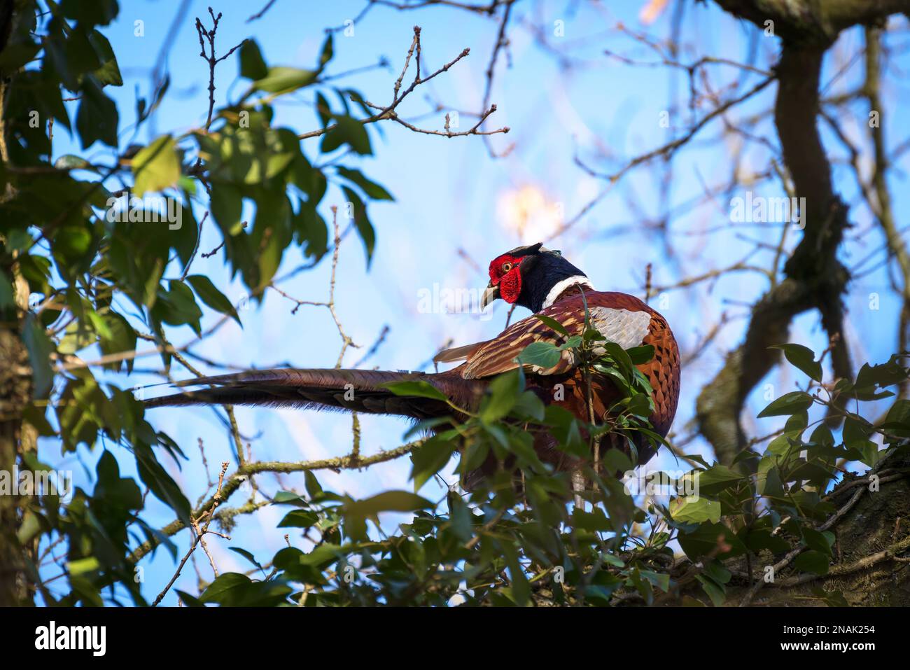 Common Pheasant (phasianus colchicus) resting in an Oak tree in ...