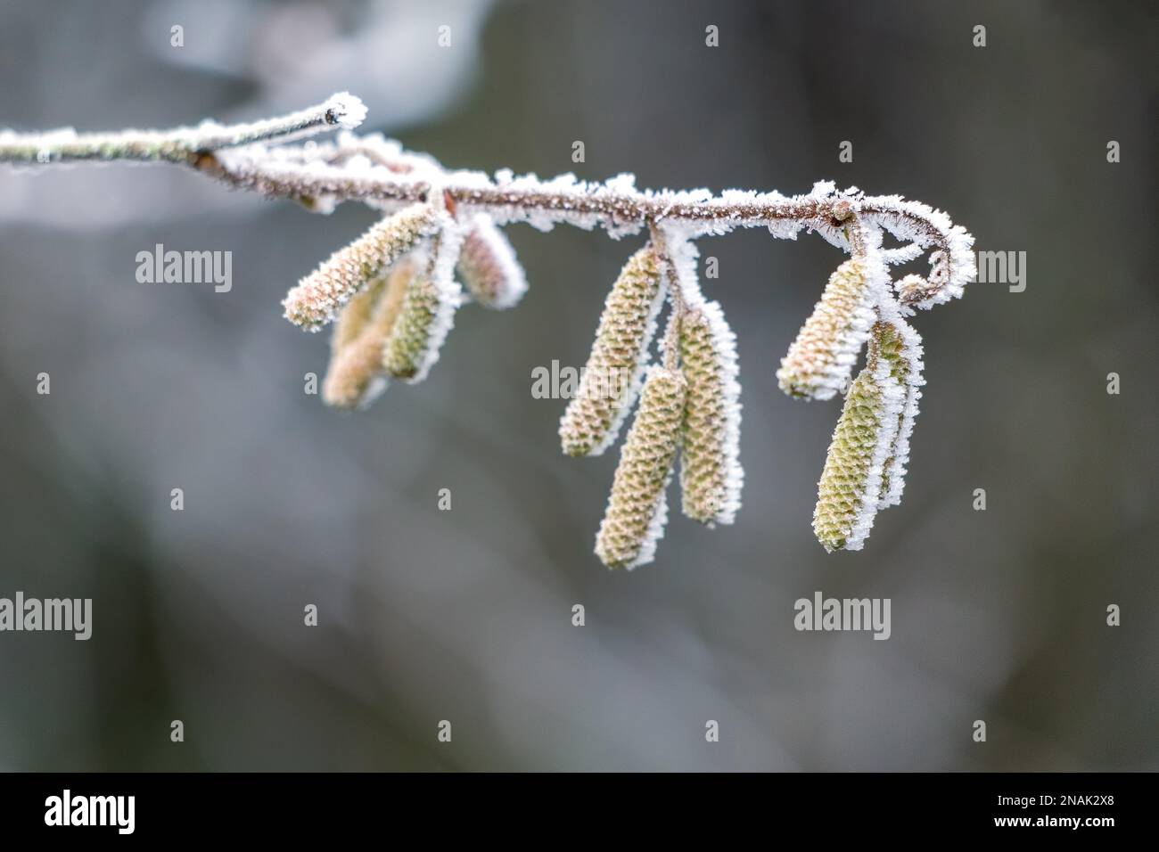 Catkins on a Hazel (Corylus avellana) tree covered with hoar frost on a ...