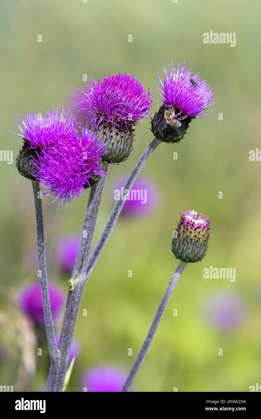 Alpine (Carduus defloratus) Thistles growing wild in the Dolomites ...