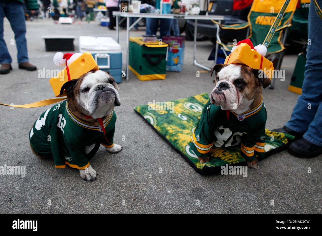 Dogs are seen in a parking lot at Lambeau Field before an NFL football ...