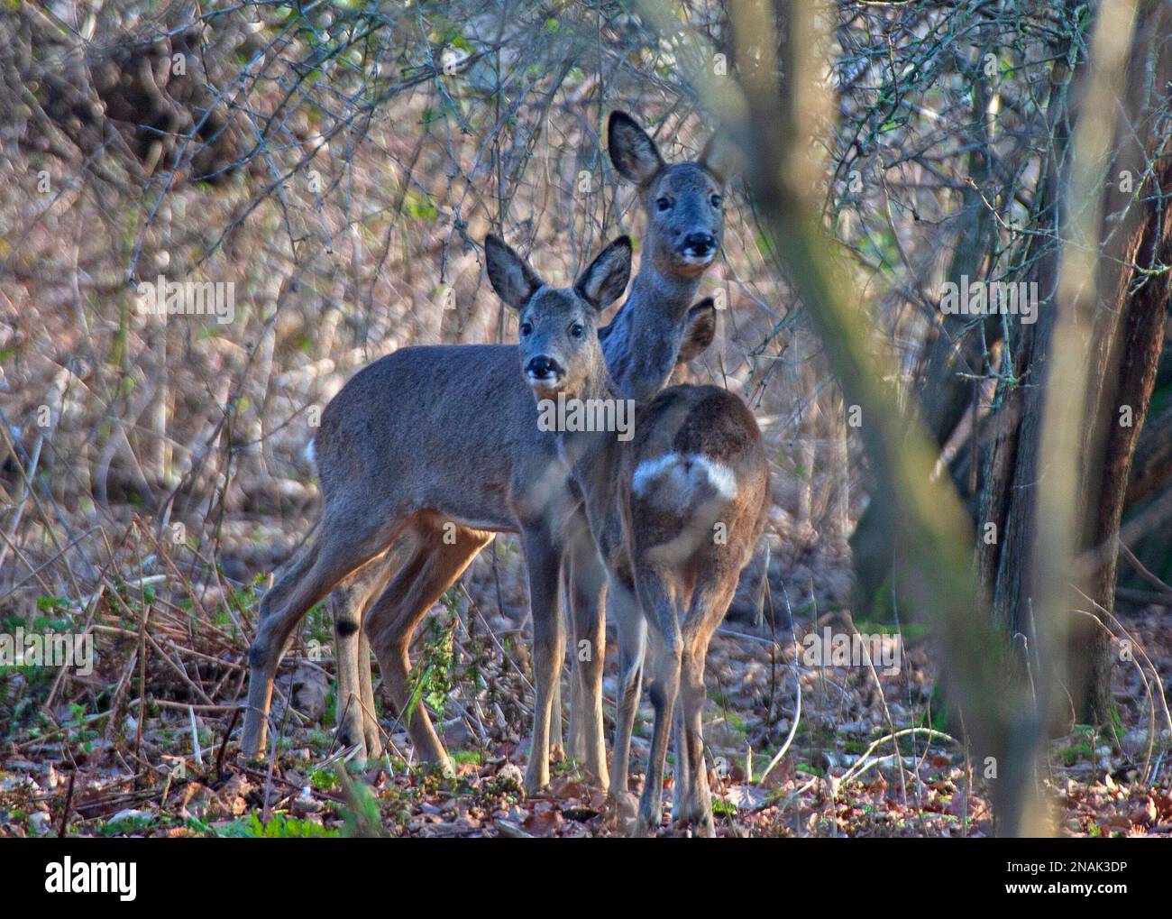 Roe deer scotland wood hi-res stock photography and images - Alamy