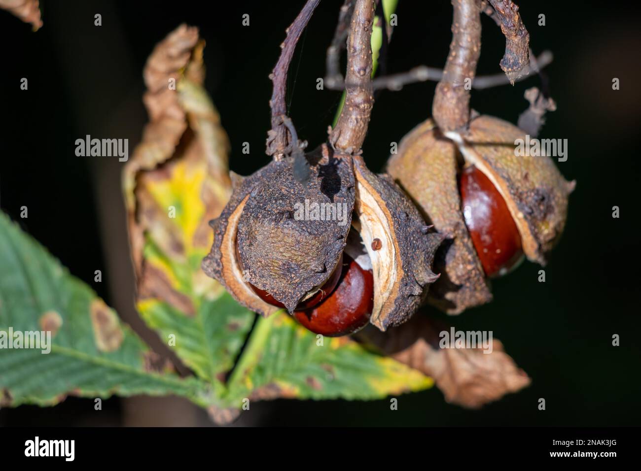 Ripe fruit of the Horse Chestnut tree commonly called conkers Stock ...