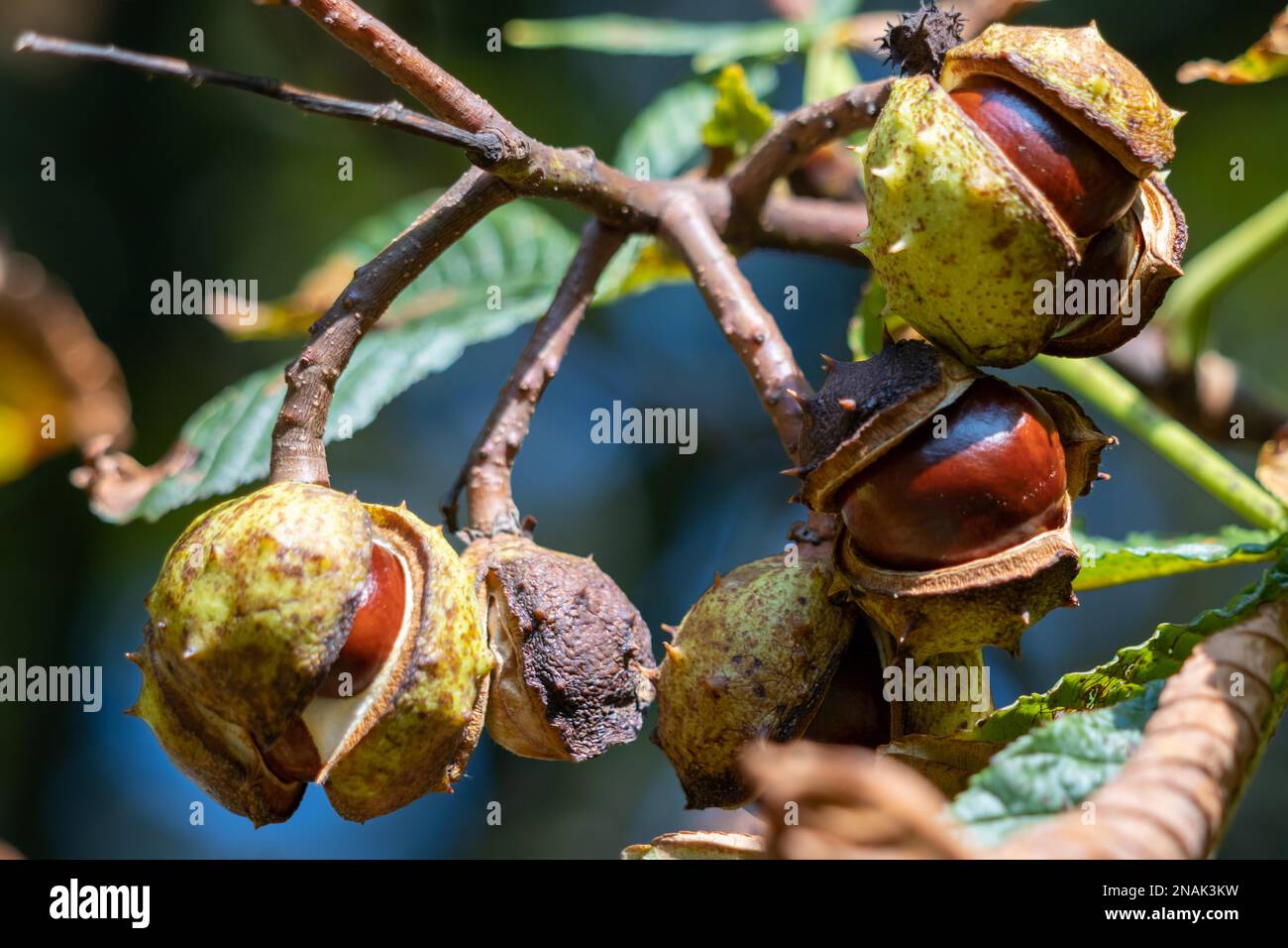 Ripe fruit of the Horse Chestnut tree commonly called conkers Stock ...
