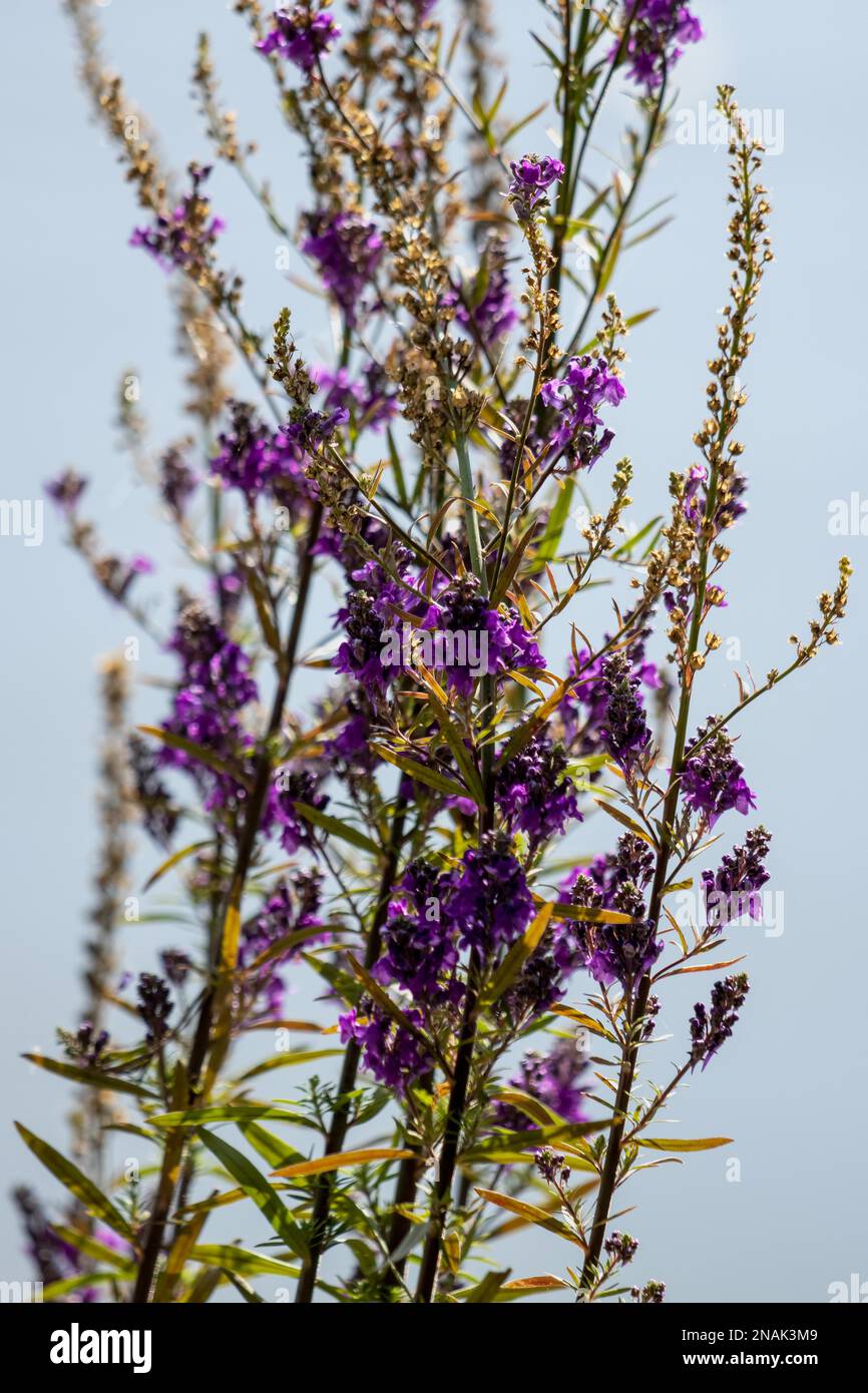 Purple Toadflax (Linaria purpurea) dying back in late summer Stock ...