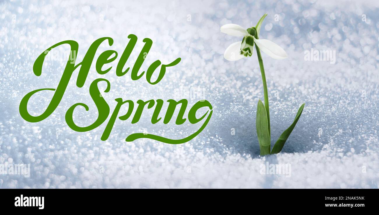 Hello Spring. Beautiful tender spring snowdrop growing through snow ...