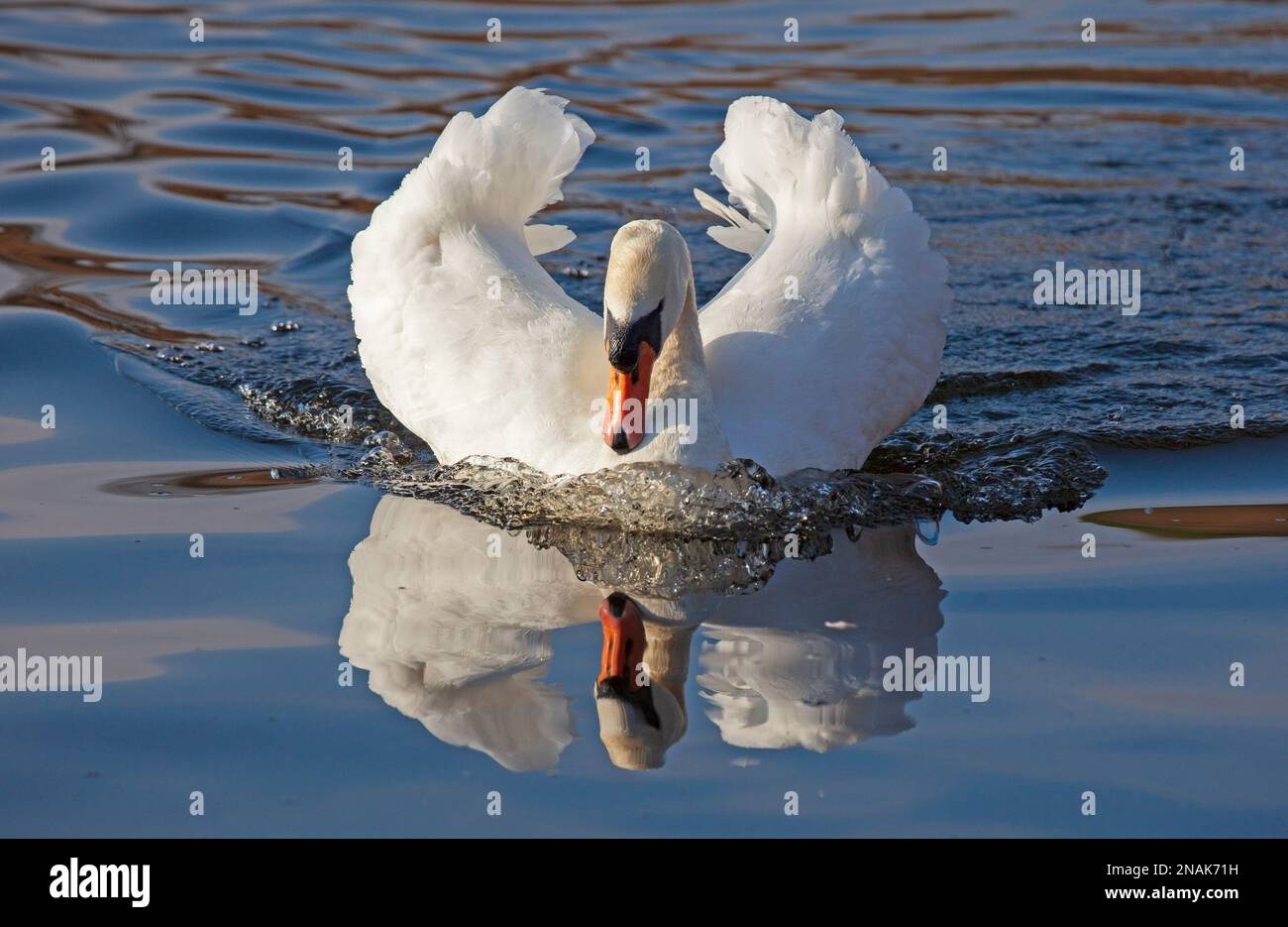 News environment swan hi-res stock photography and images - Alamy