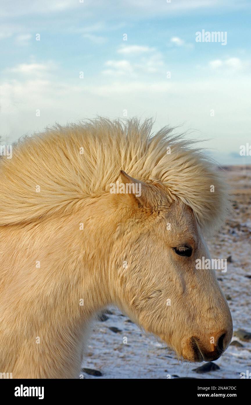 Icelandic horse with thick winter coat, snow, mane, Dalvik, Iceland ...