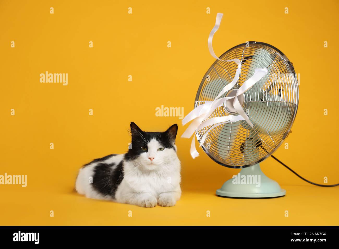 Cute fluffy cat enjoying air flow from fan on yellow background. Summer ...