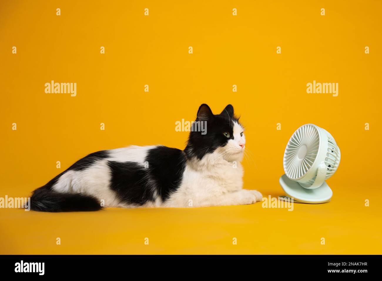 Cute fluffy cat enjoying air flow from fan on yellow background. Summer ...