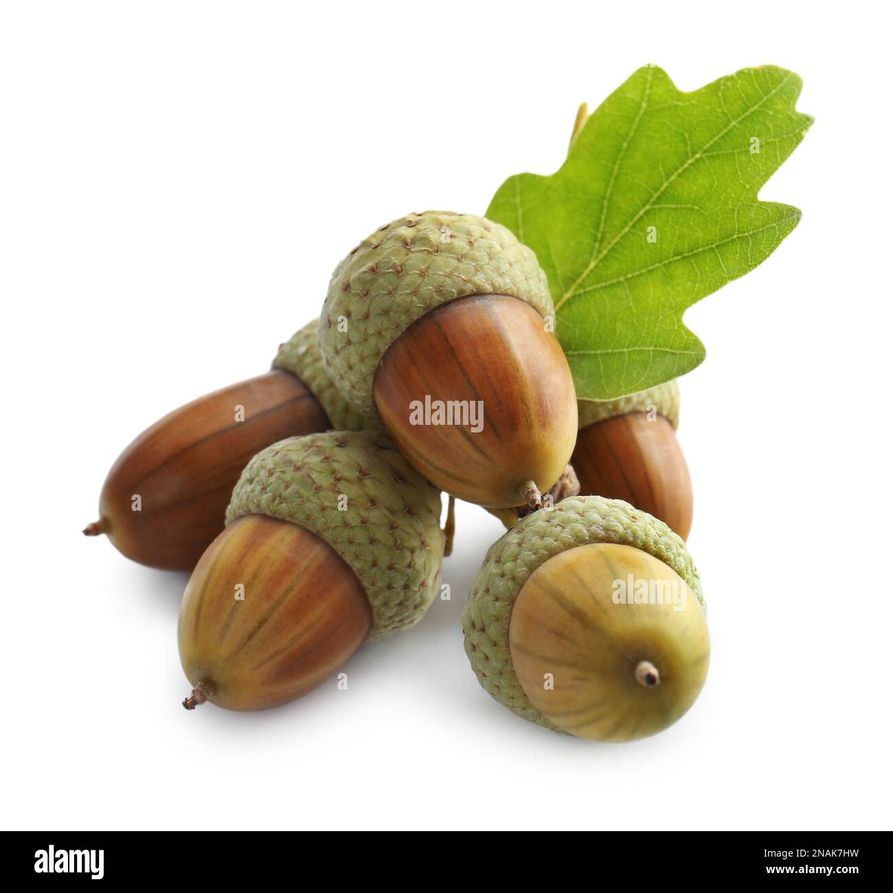 Acorns and oak leaf on white background Stock Photo - Alamy