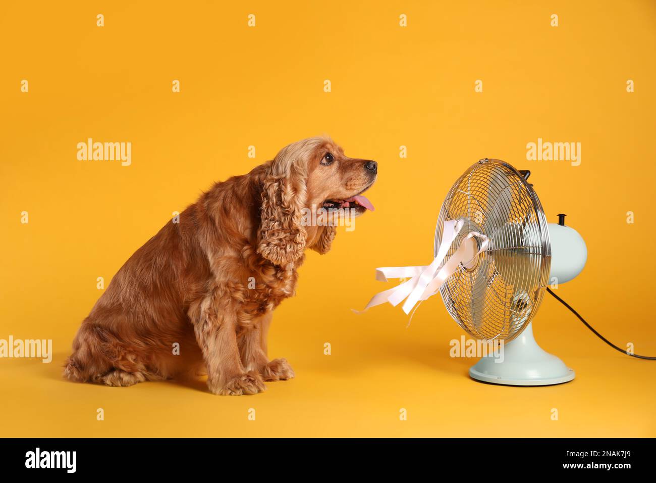 English Cocker Spaniel enjoying air flow from fan on yellow background ...
