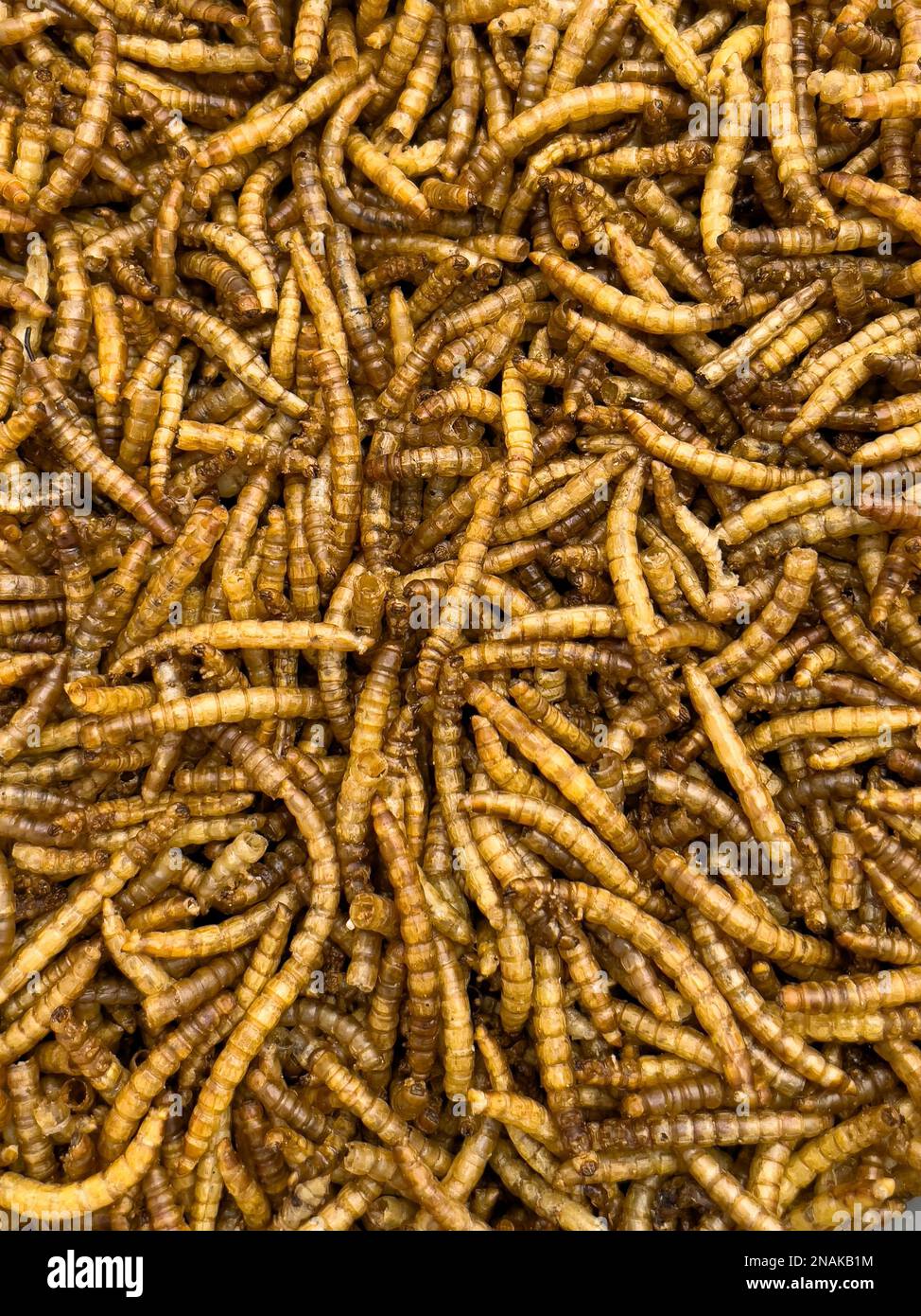 Dried insects hi-res stock photography and images - Alamy