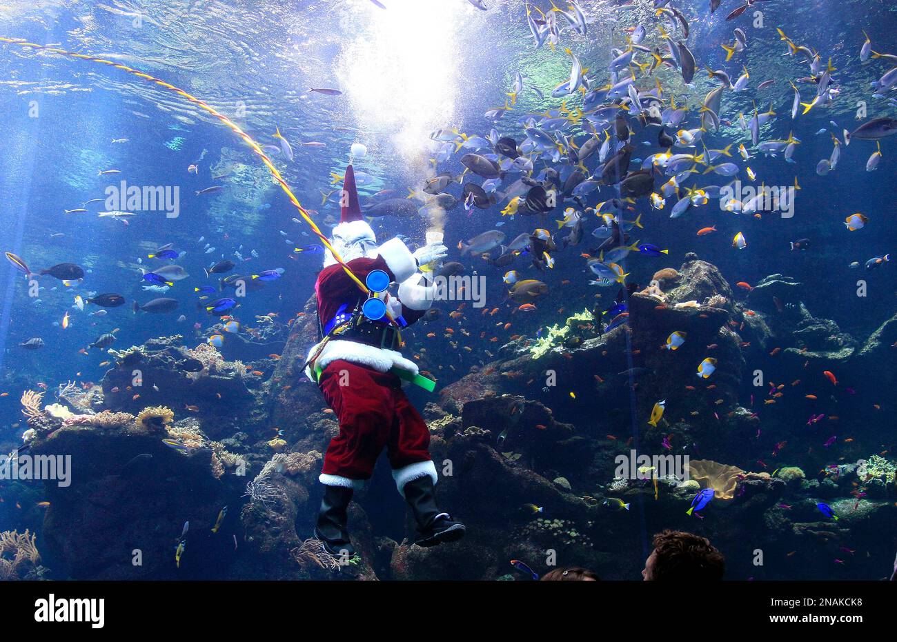 Aquarium biologist Rich Ross, dressed as Scuba Santa Claus, hand feeds ...