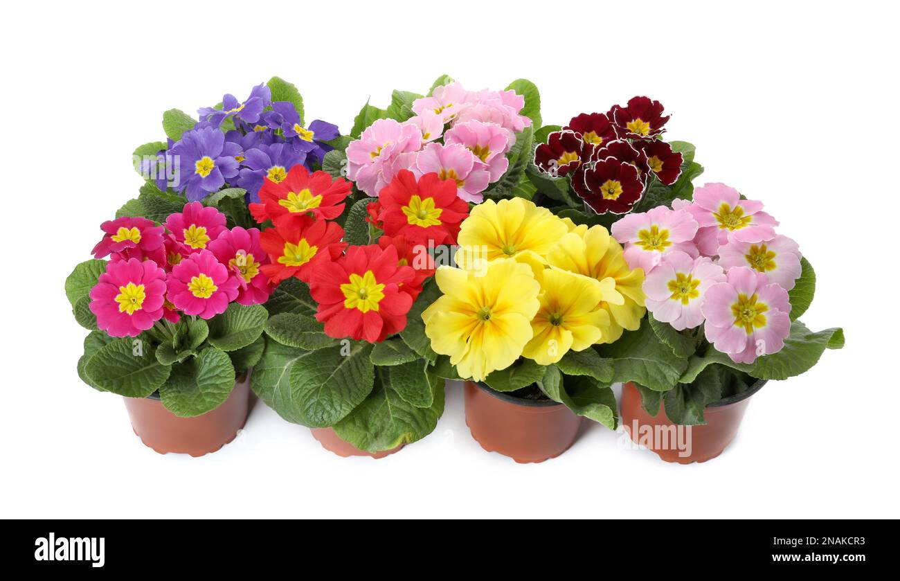 Beautiful primula (primrose) plants with colorful flowers on white ...