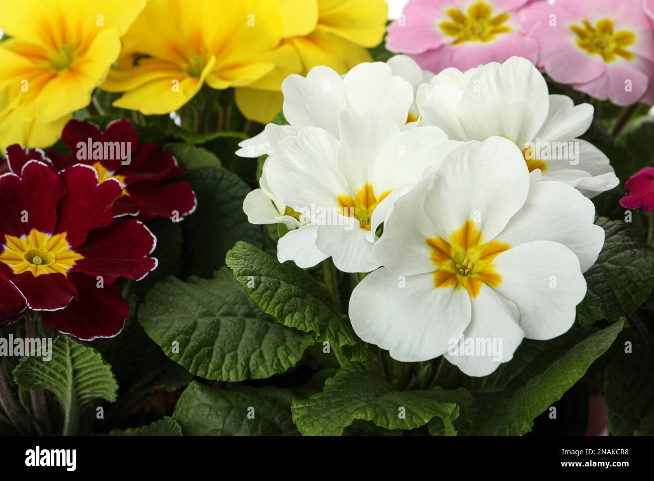 Beautiful primula (primrose) plants with colorful flowers as background ...