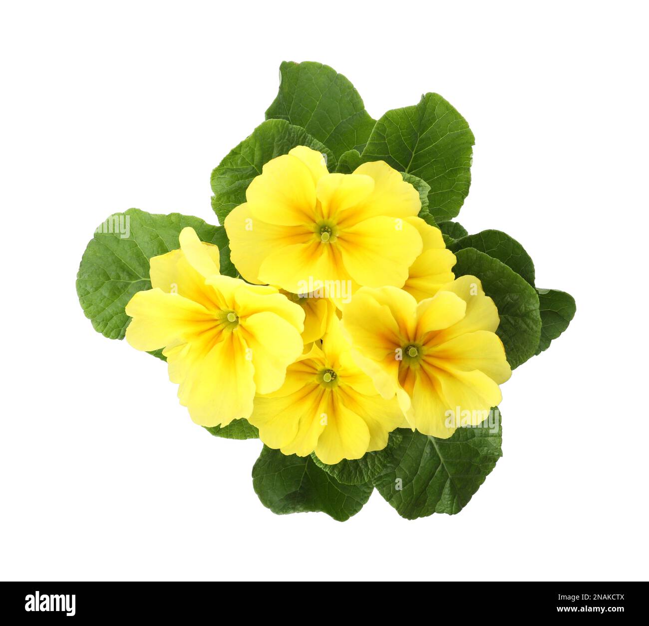 Beautiful primula (primrose) plant with yellow flowers isolated on ...