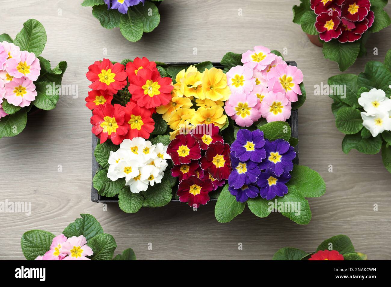 Primrose Primula Vulgaris flowers on wooden background, flat lay ...