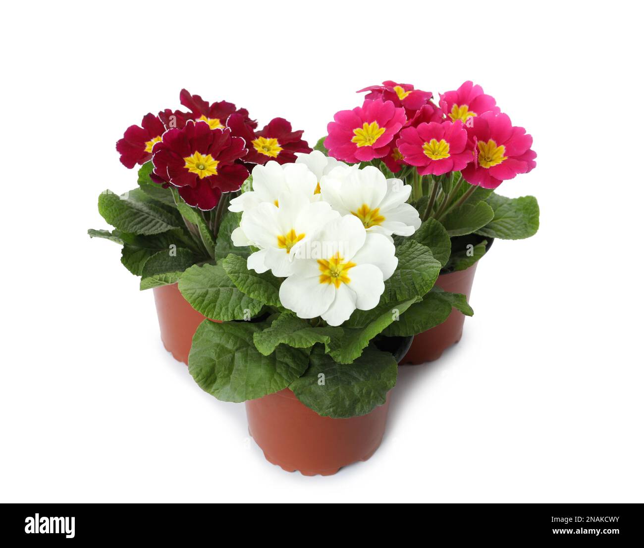 Beautiful primula (primrose) plants with colorful flowers on white ...