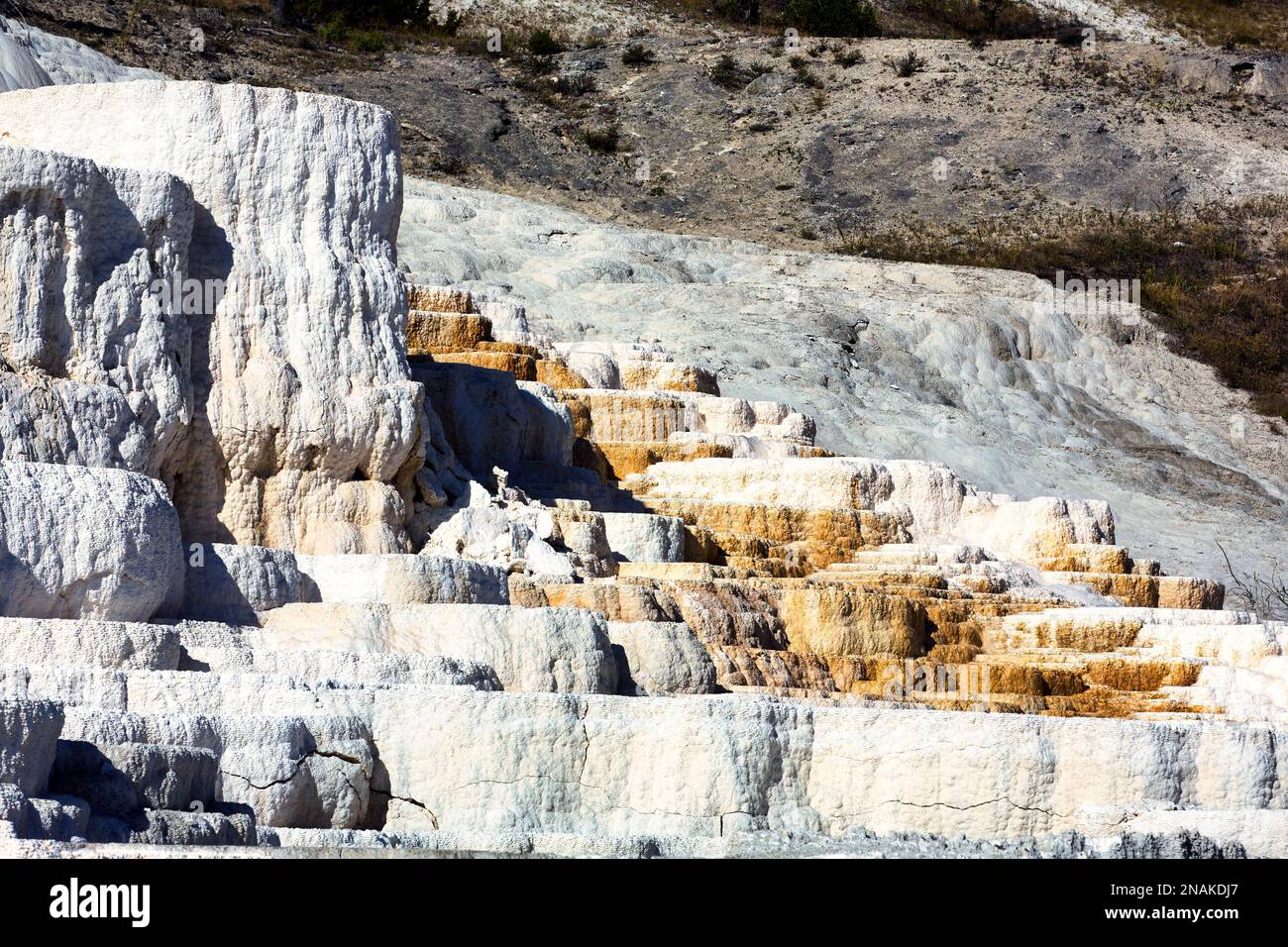 Palette Springs. Devils thumb at the Mammoth Hot Springs. Yellowstone ...