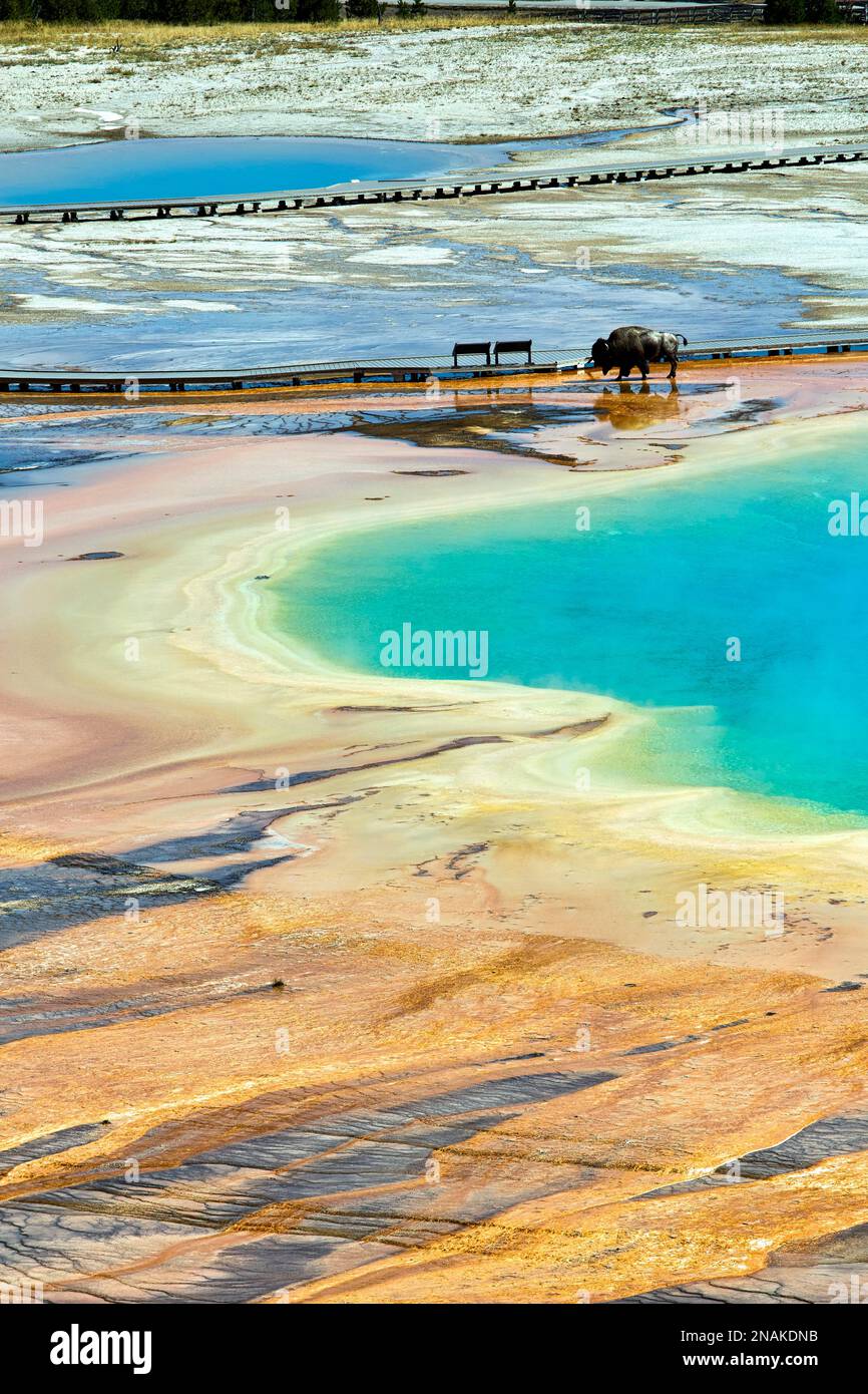 Grand prismatic spring bison hi-res stock photography and images - Alamy