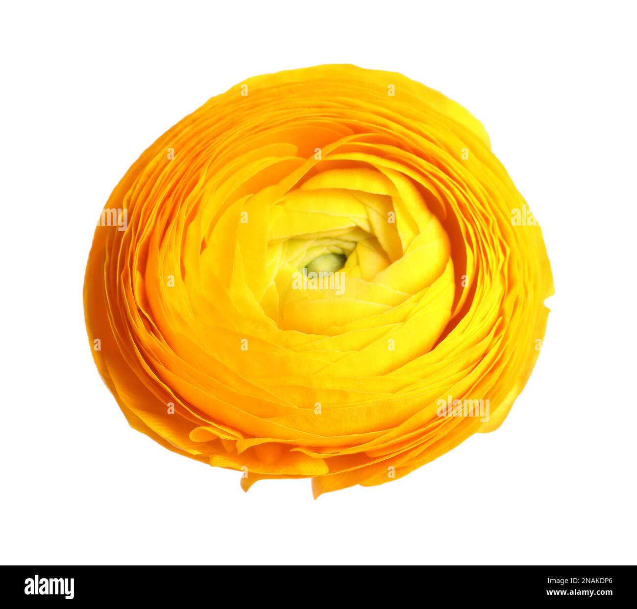Beautiful fresh ranunculus flower on white background Stock Photo - Alamy