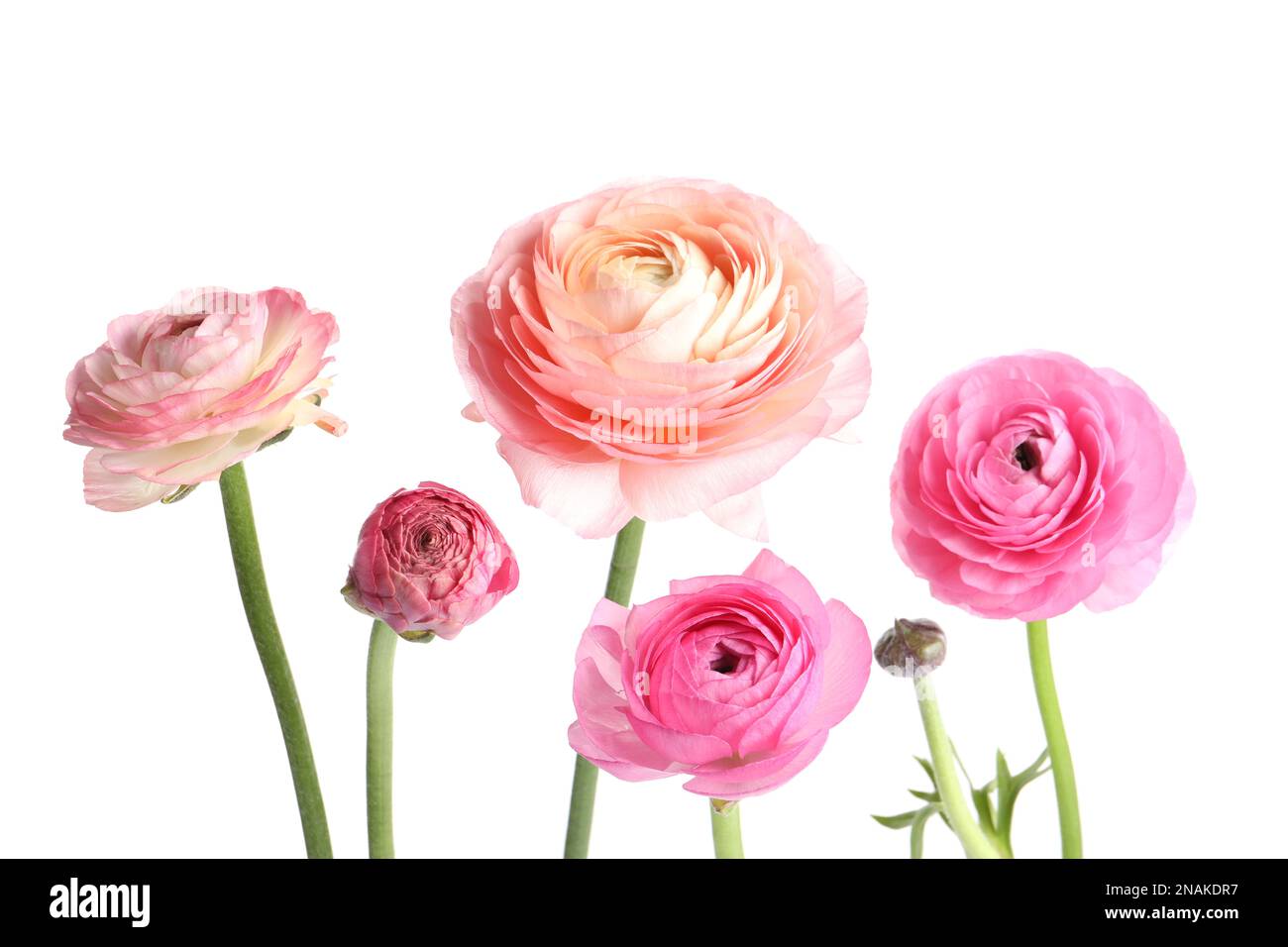 Beautiful fresh ranunculus flowers on white background Stock Photo - Alamy