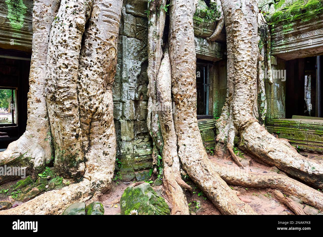 Roots of a spung running along the jungle temples of Ta Prohm. Siem ...