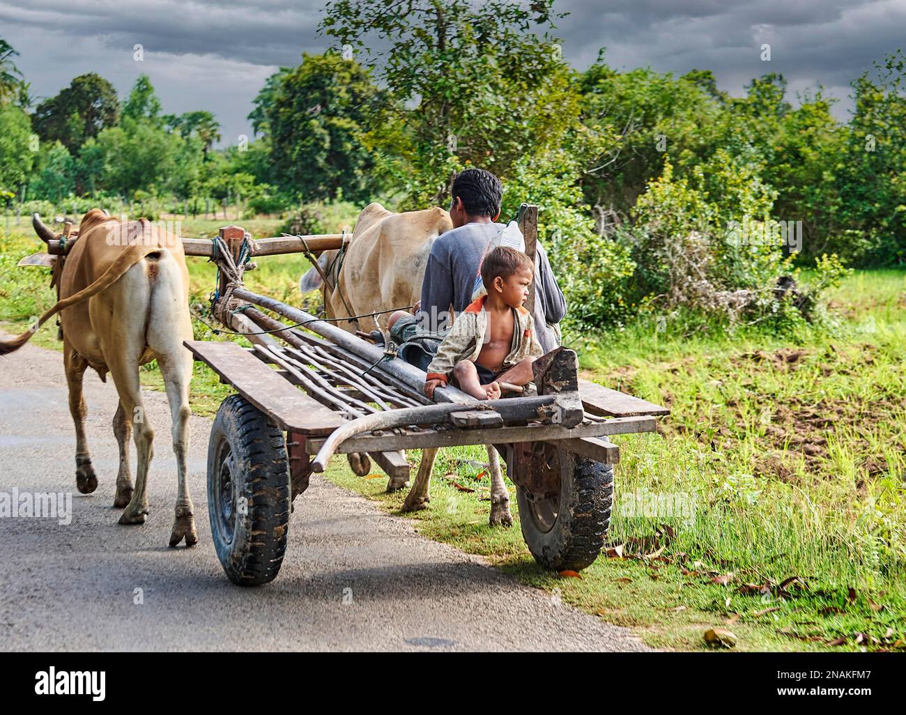 Ox cart cambodia hi-res stock photography and images - Alamy