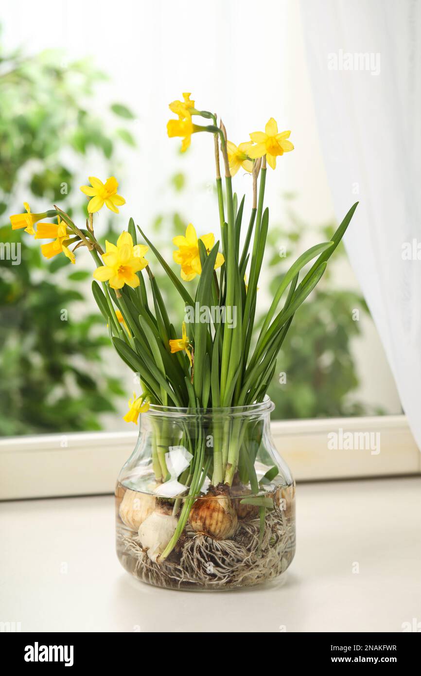 Beautiful narcissus flowers with bulbs in glassware on window sill ...