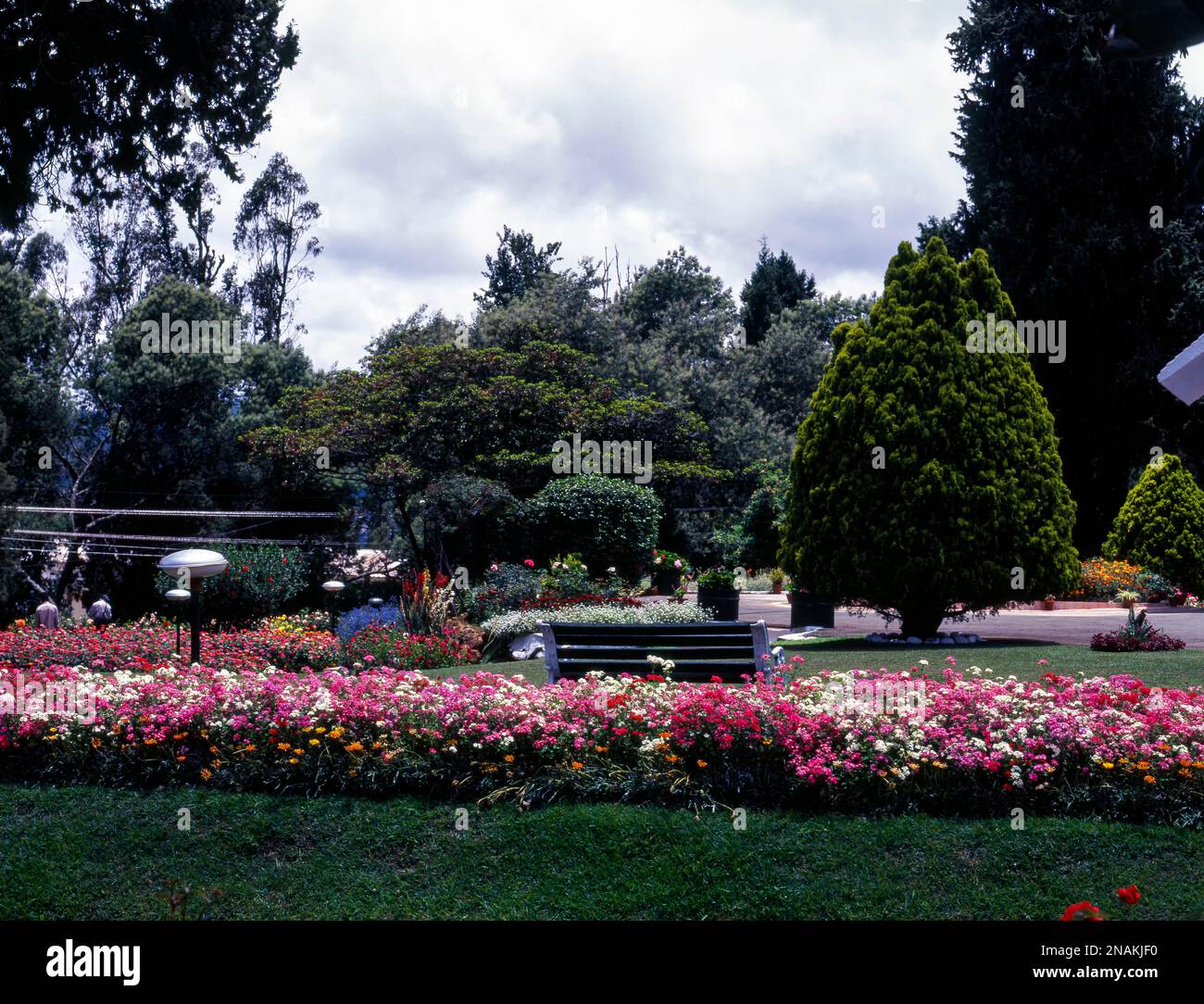 House garden in Udhagamandalam or Ooty, Tamil Nadu, India, Asia Stock ...